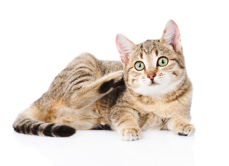 Comment traiter les parasites chez le chat ? - Santé chat | Assur O'Poil