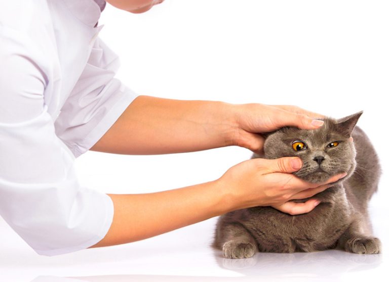Nettoyer les yeux d'un chat - Comment bien nettoyer l'œil d'un chat ...