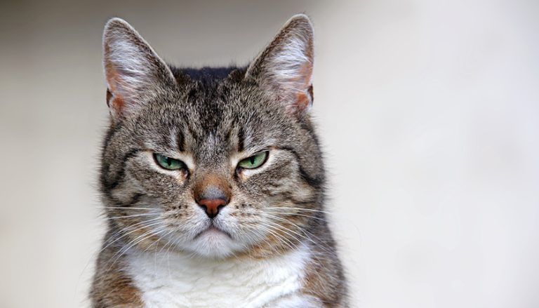 Langage du chat - Comprendre les mouvements de la queue du chat | Assur ...