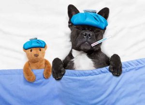 Symptômes d'un chien malade - Comment savoir si son chien est malade ...