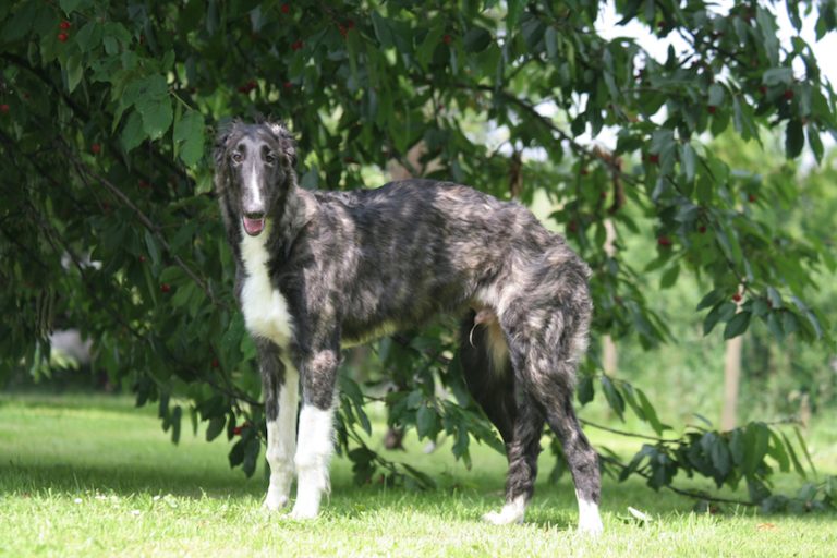 Barzoï - Lévrier russe - Caractère de cette race de chien russe| Assur ...