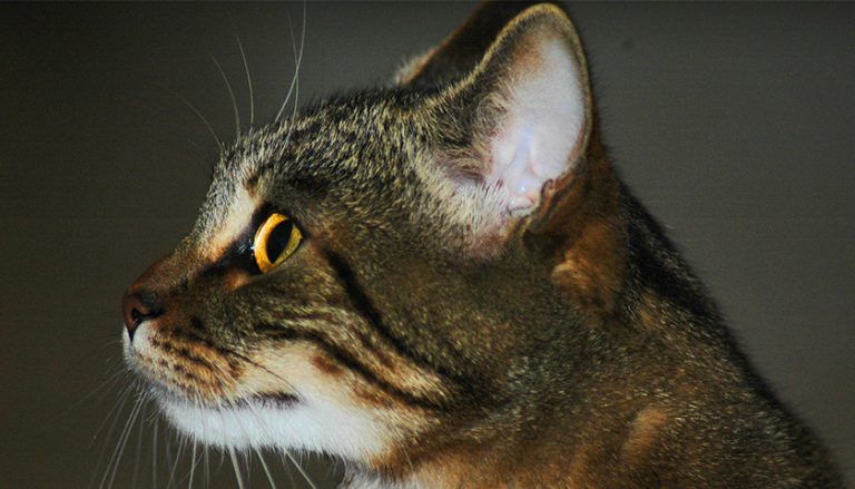 Ouïe du chat - Comment fonctionne l'oreille du chat ? - Santé chat ...