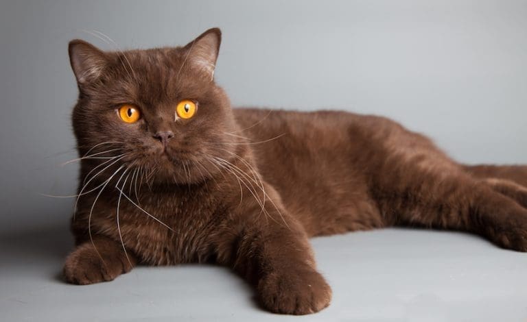 York Chocolat - Caractère et alimentation du chat marron York Chocolat ...