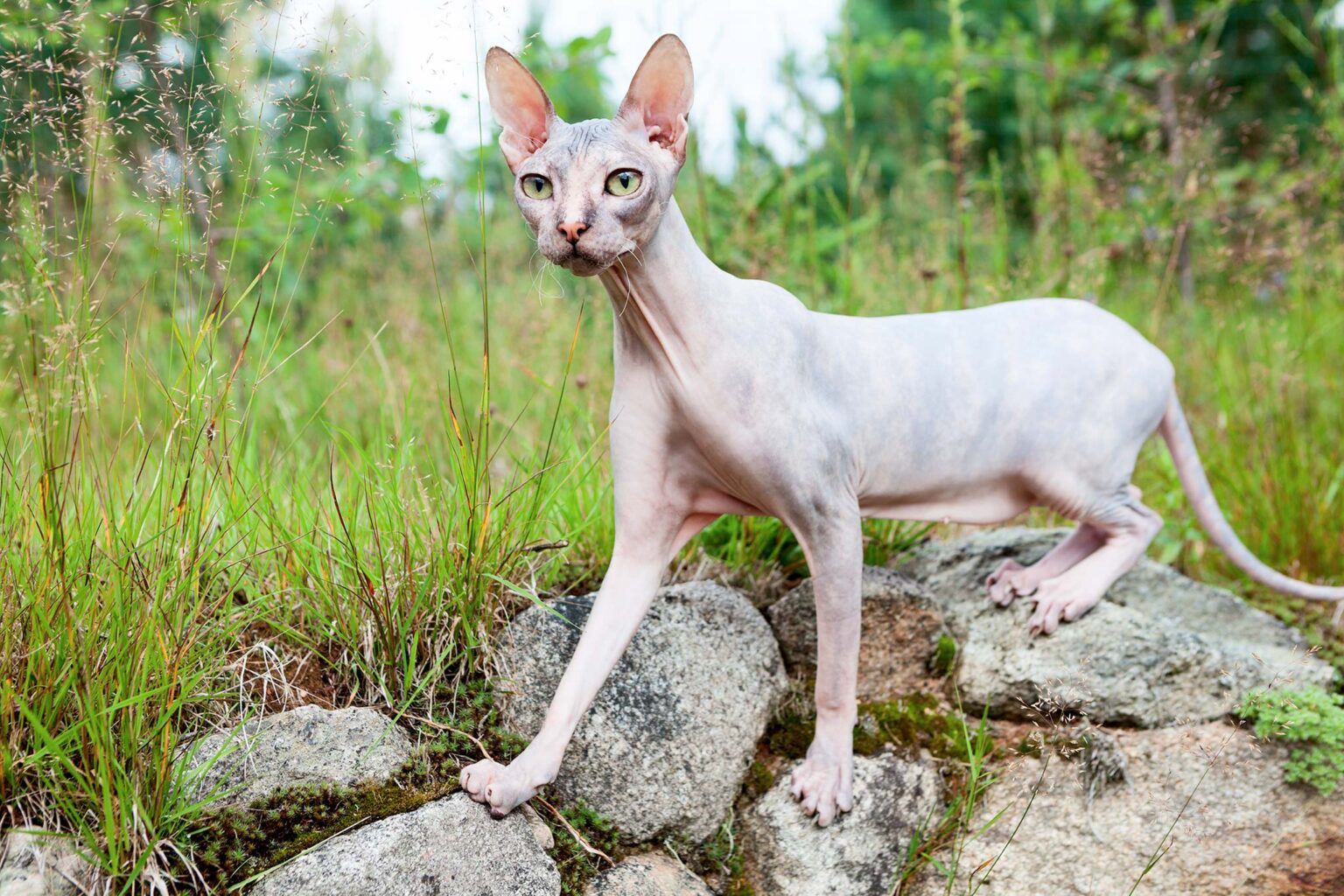 Donskoy - Caractère et alimentation du chat Donskoy, chat sphynx et ...