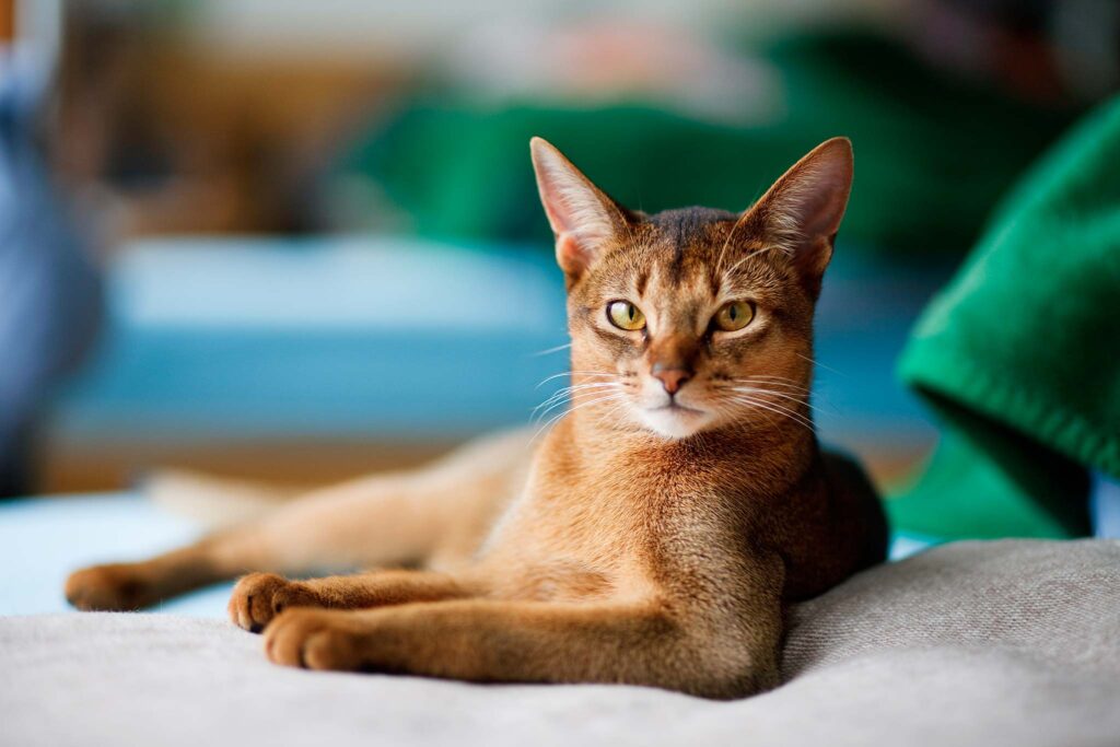 Abyssin - Caractère du chat abyssin à poils longs | Assur O'Poil