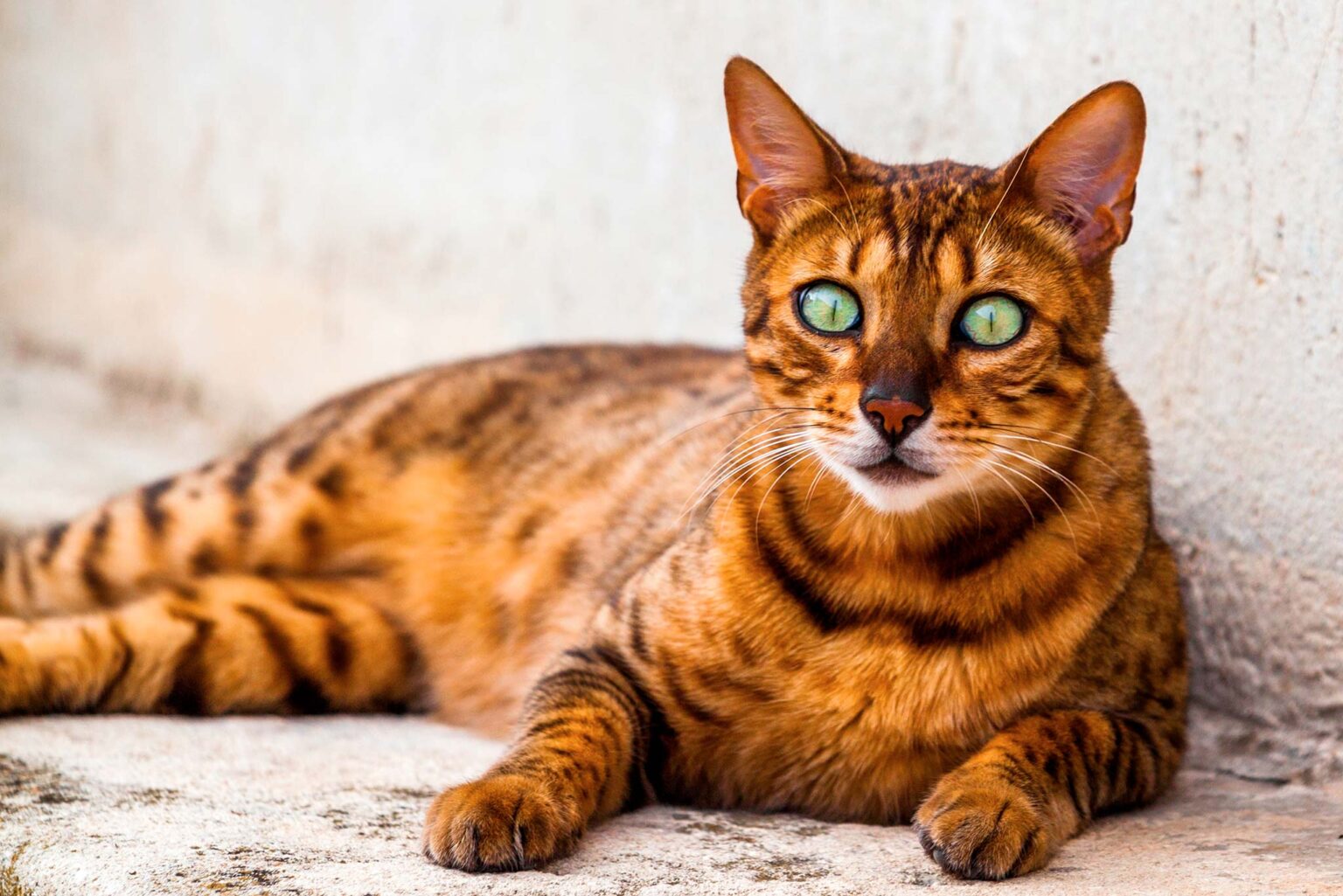 California Spangled - Origines, caractère et alimentation - Race de ...