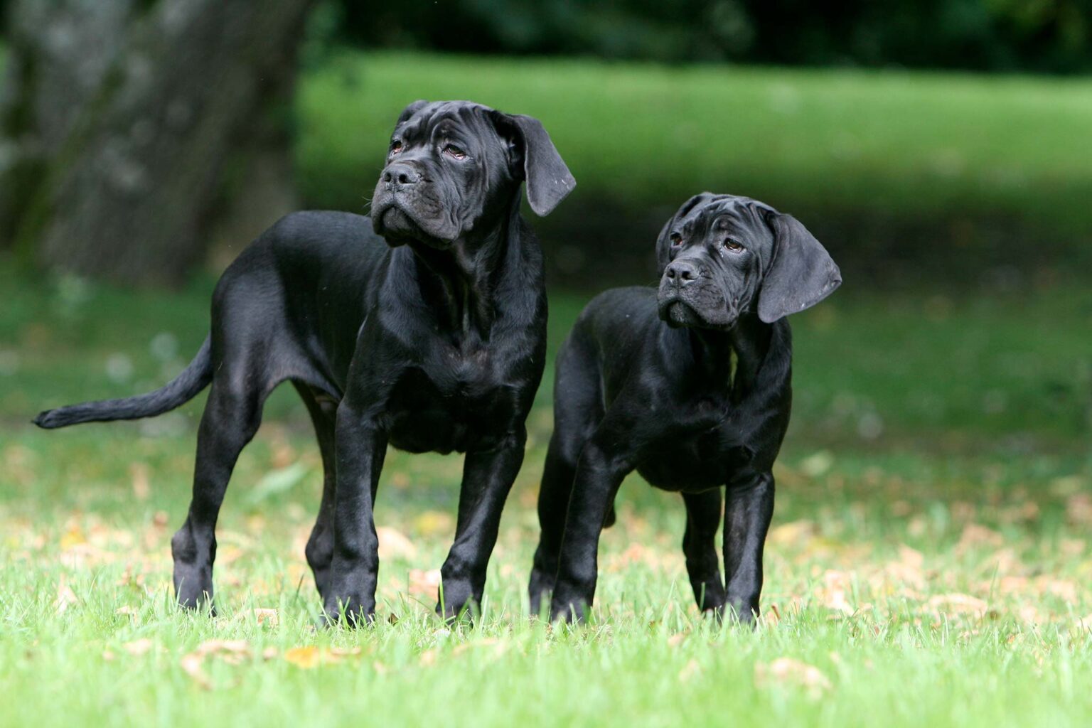 Cane Corso - Origine du chien de cour italien | Assur O'Poil
