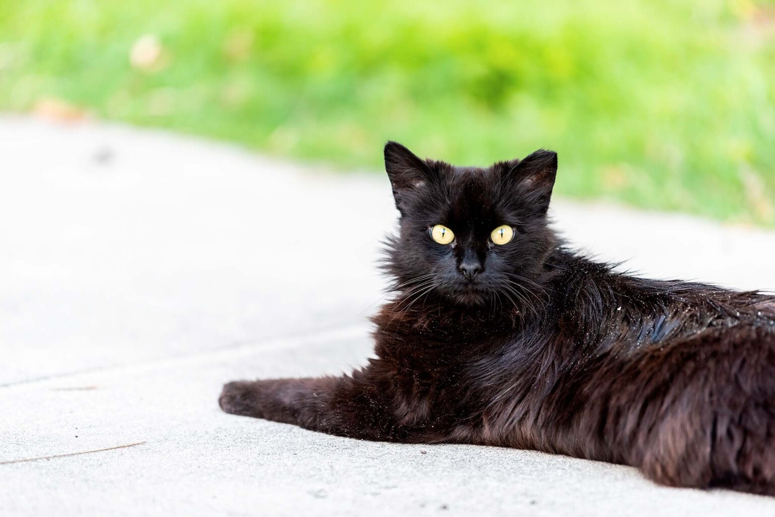 Mon chat a des pellicules - Traitement pellicules du chat - Assur O'Poil