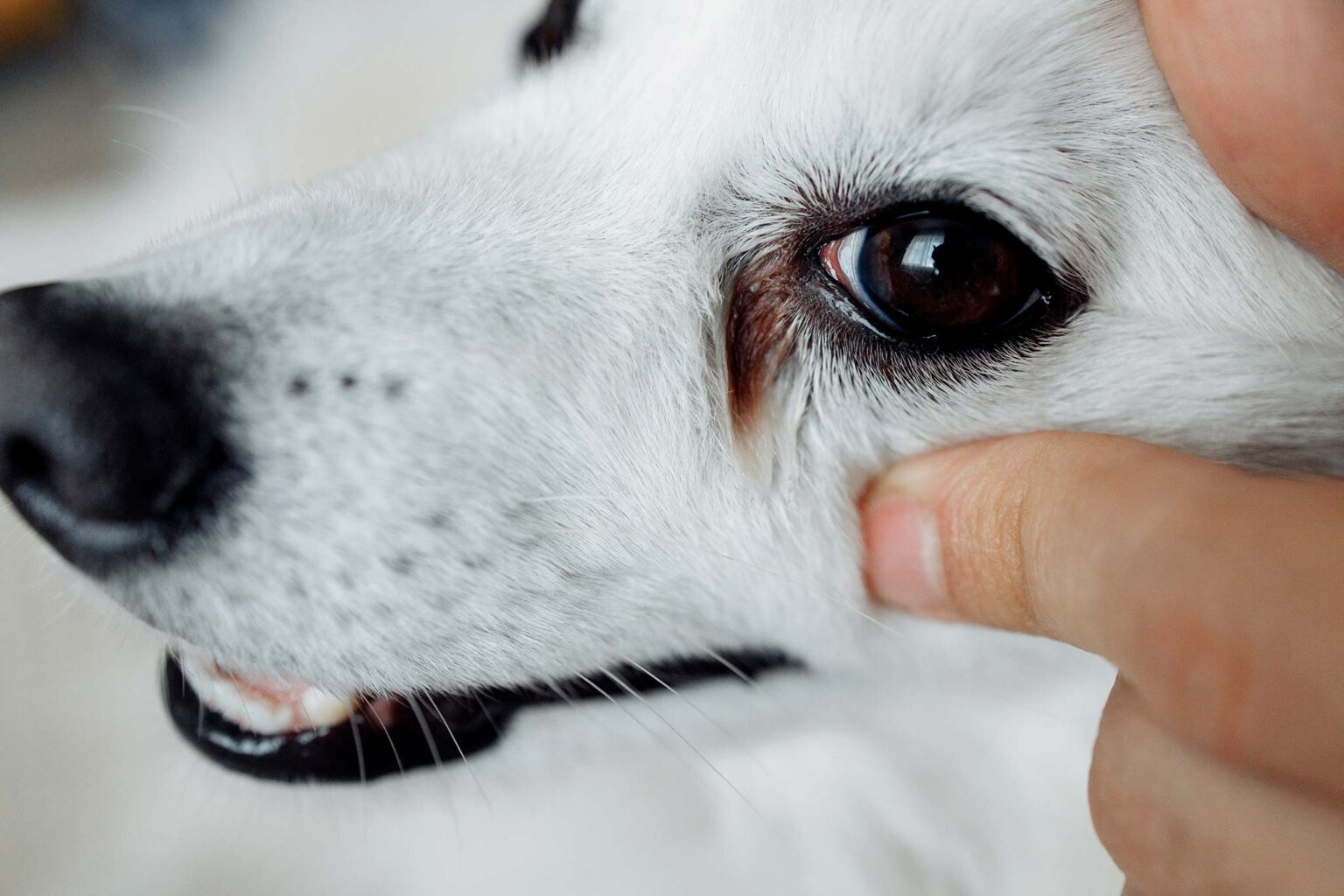 Mon chien a les yeux rouges : causes et traitements - Assur O'Poil