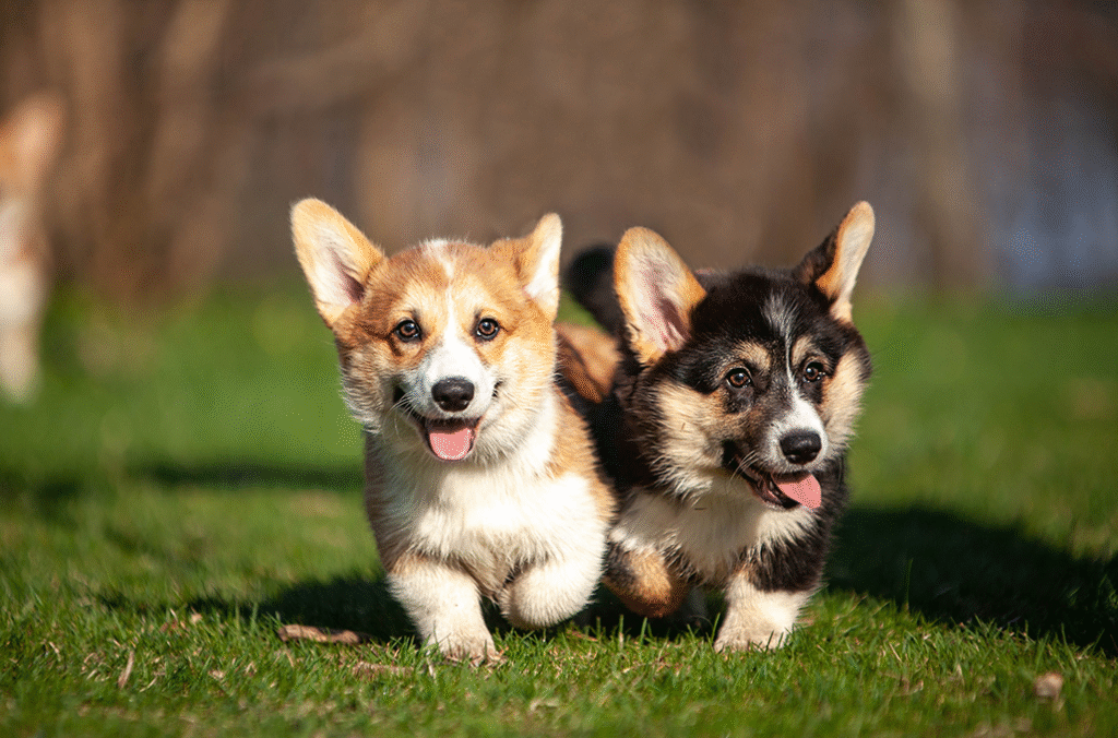 Toutes les races de chien : description, caractère & aptitudeRaces de ...