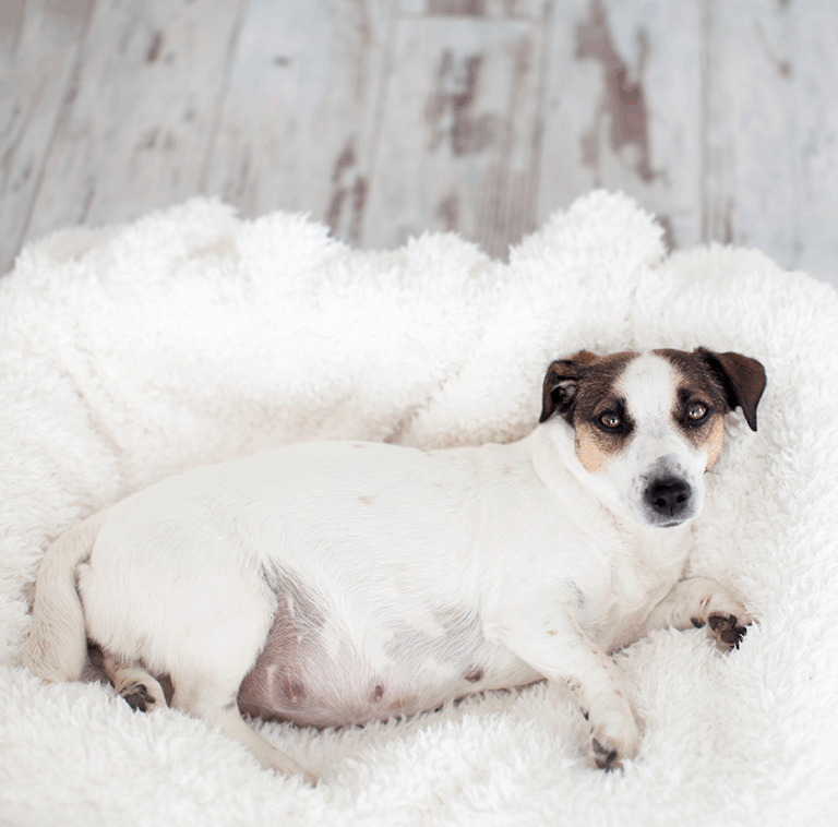 La gestation chez la chienne : tout savoir sur la grossesse - Assur O'Poil