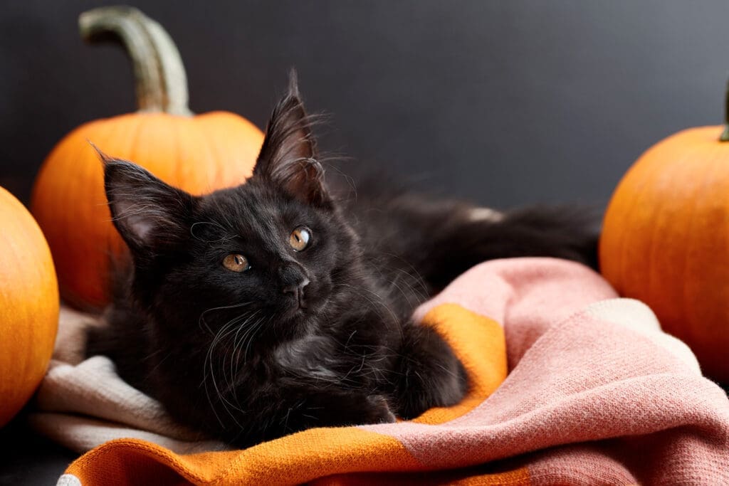 La Dermatite Allergique aux Piqûres de Puces (DAPP) chez le chat ...