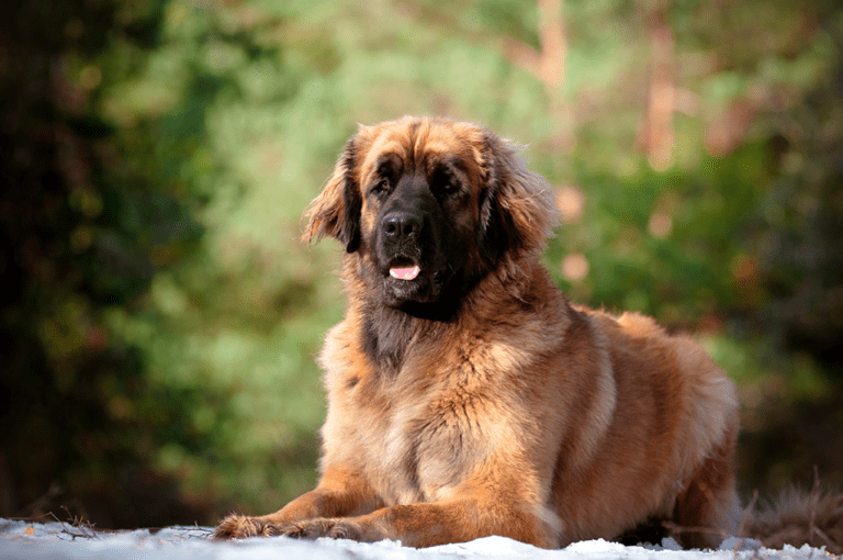 Chien de Leonberg - Origines, caractère et alimentation - Race de chien ...