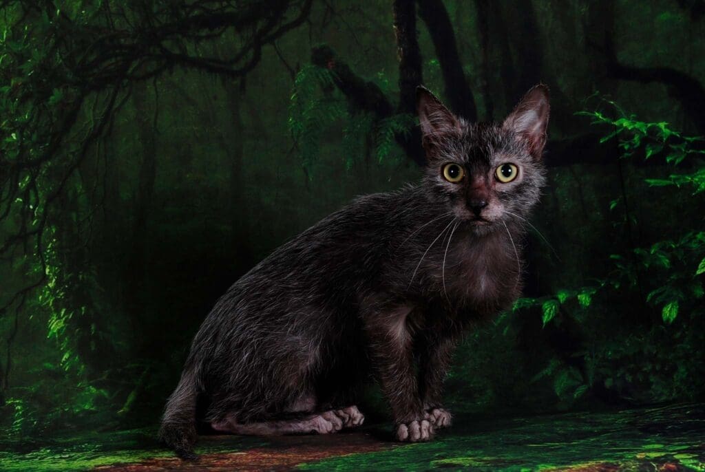 Lykoï - Caractère et alimentation du chaton loup-garou Lykoi | Assur O'Poil