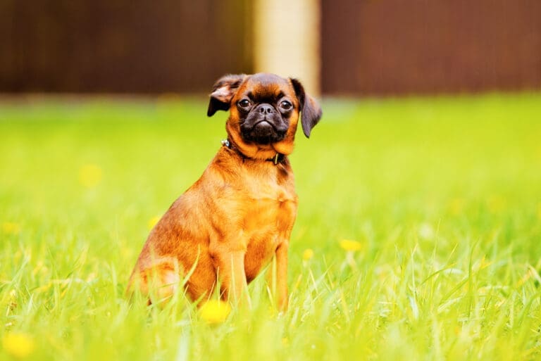 Petit Brabançon - Espérance de vie du chien brabançon | Assur O'Poil