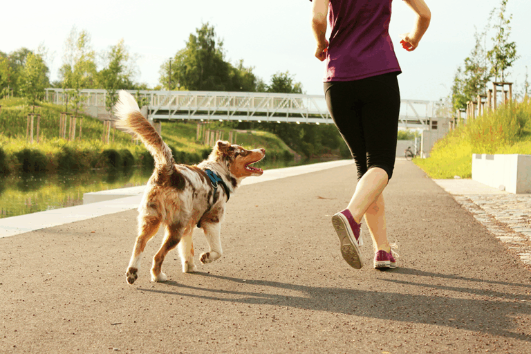 Toutes les races de chien : description, caractère & aptitudeRaces de ...