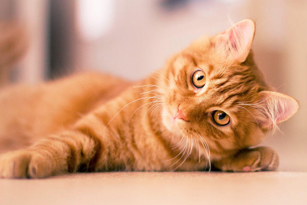 8 choses à savoir sur les chats roux - Assur O'Poil