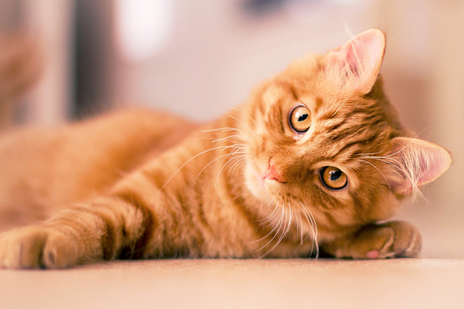 8 choses à savoir sur les chats roux - Assur O'Poil