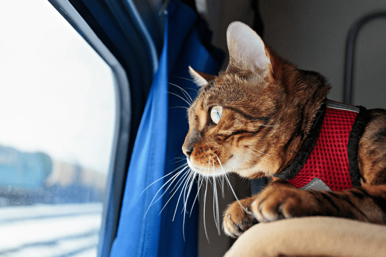 Voyager en train avec son chat : le guide complet - Assur O'Poil